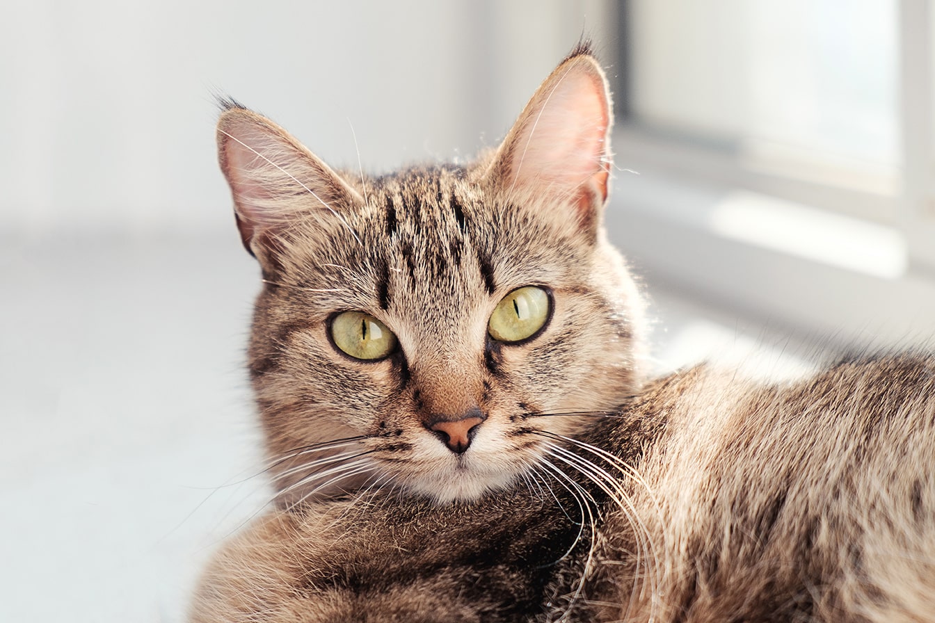 Choosing the Right Veterinarian for Your Pet - Bluegrass Vet Hospital